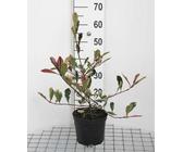 Photinia Fraseri Pink Marble | Preisvergleich bei idealo.de