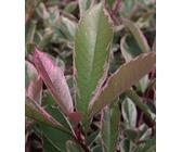 Photinia Fraseri Pink Marble | Preisvergleich bei idealo.de